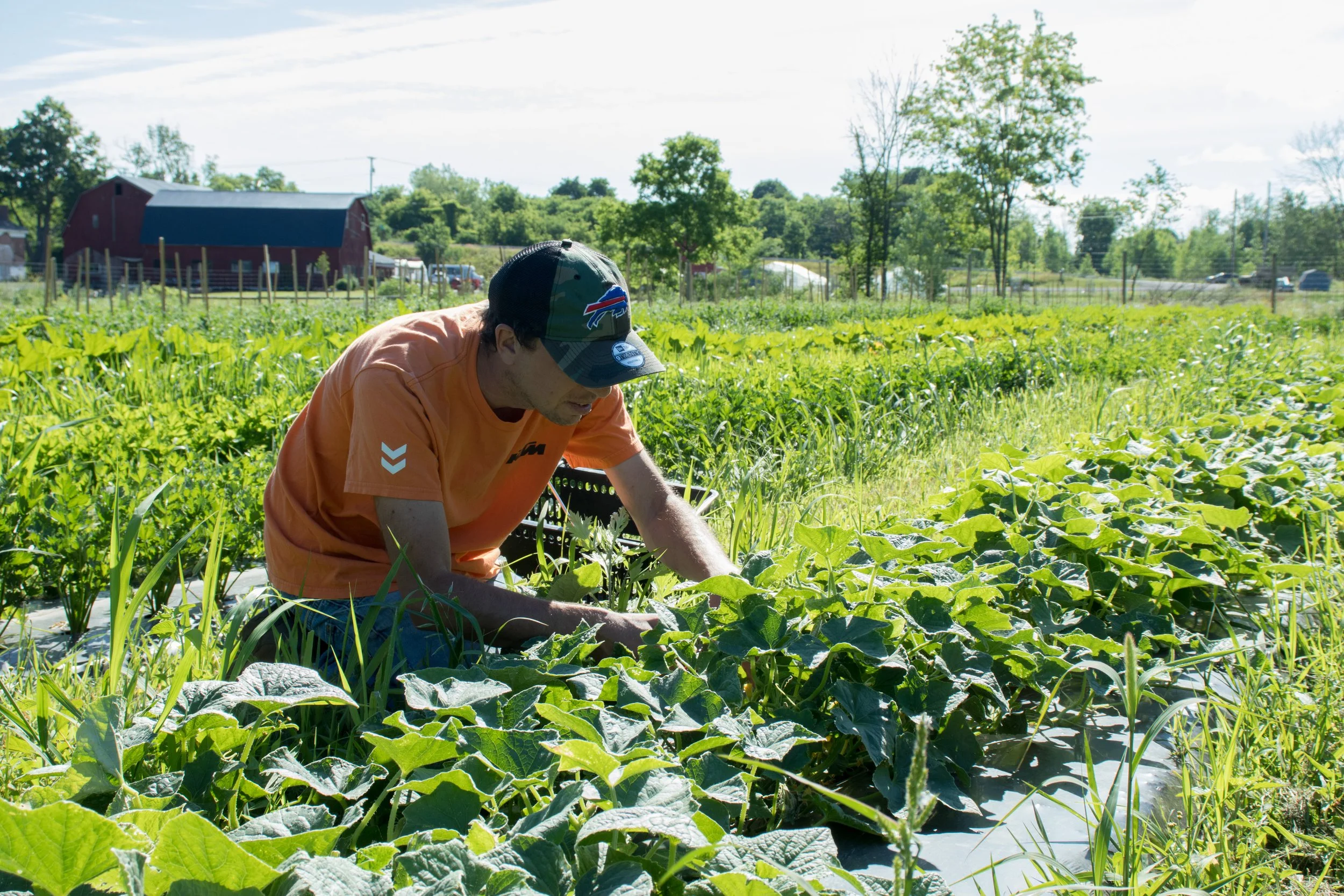 Homesteads for Hope— CSA: Community Supported Agriculture