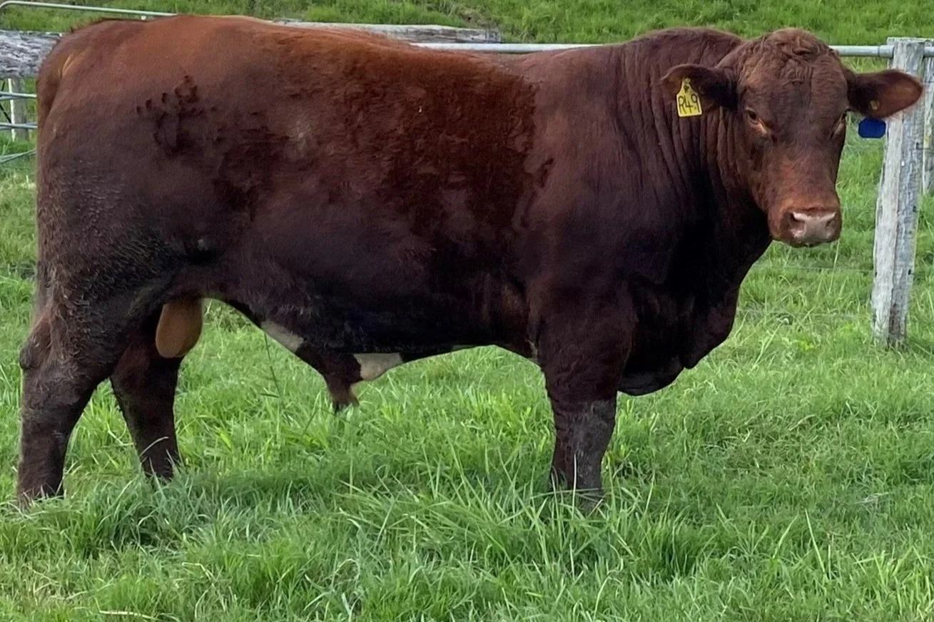 | Shorthorns — Tallangalook Shorthorns and Santa Gertrudis