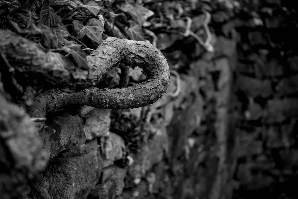 TOM KAY PHOTOGRAPHIC