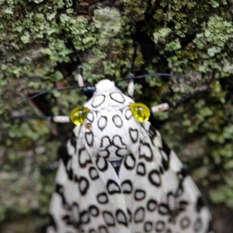 Leopard Moth — My One Wild & Precious Life