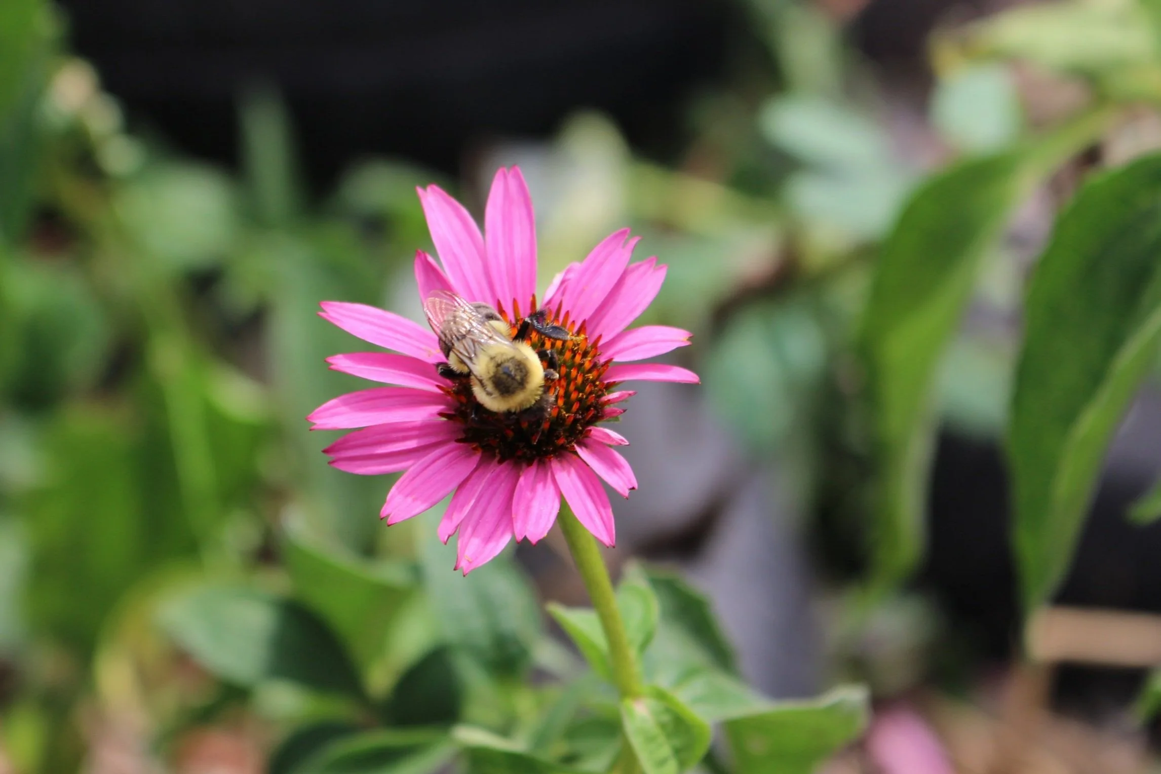 What drives bee foraging behavior? — Turo Lab