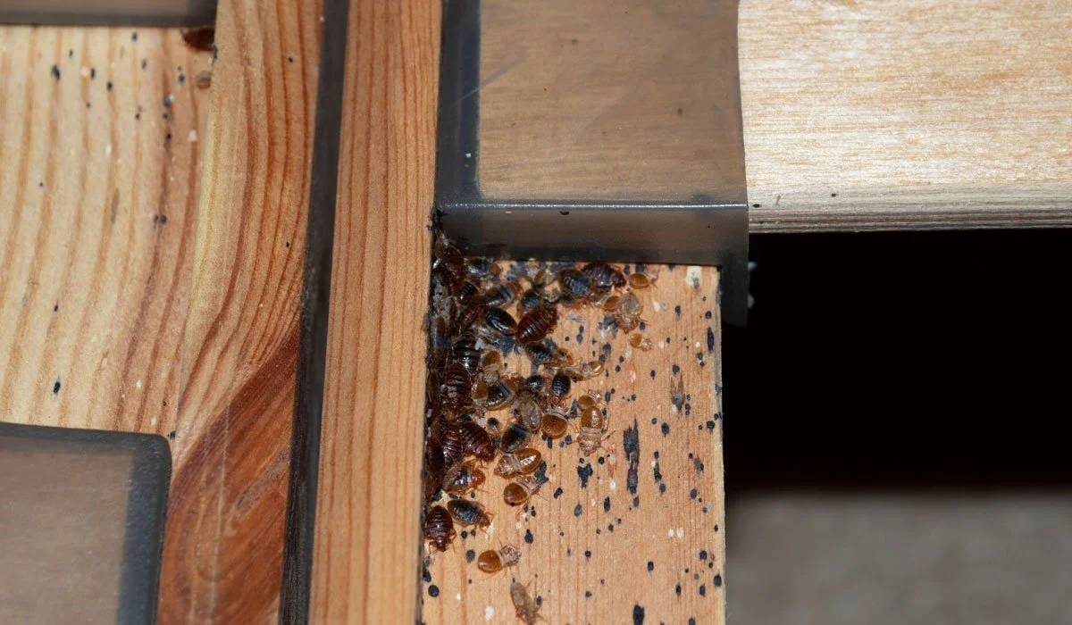 Preparing the Home — Advanced Bed Bug Preparation