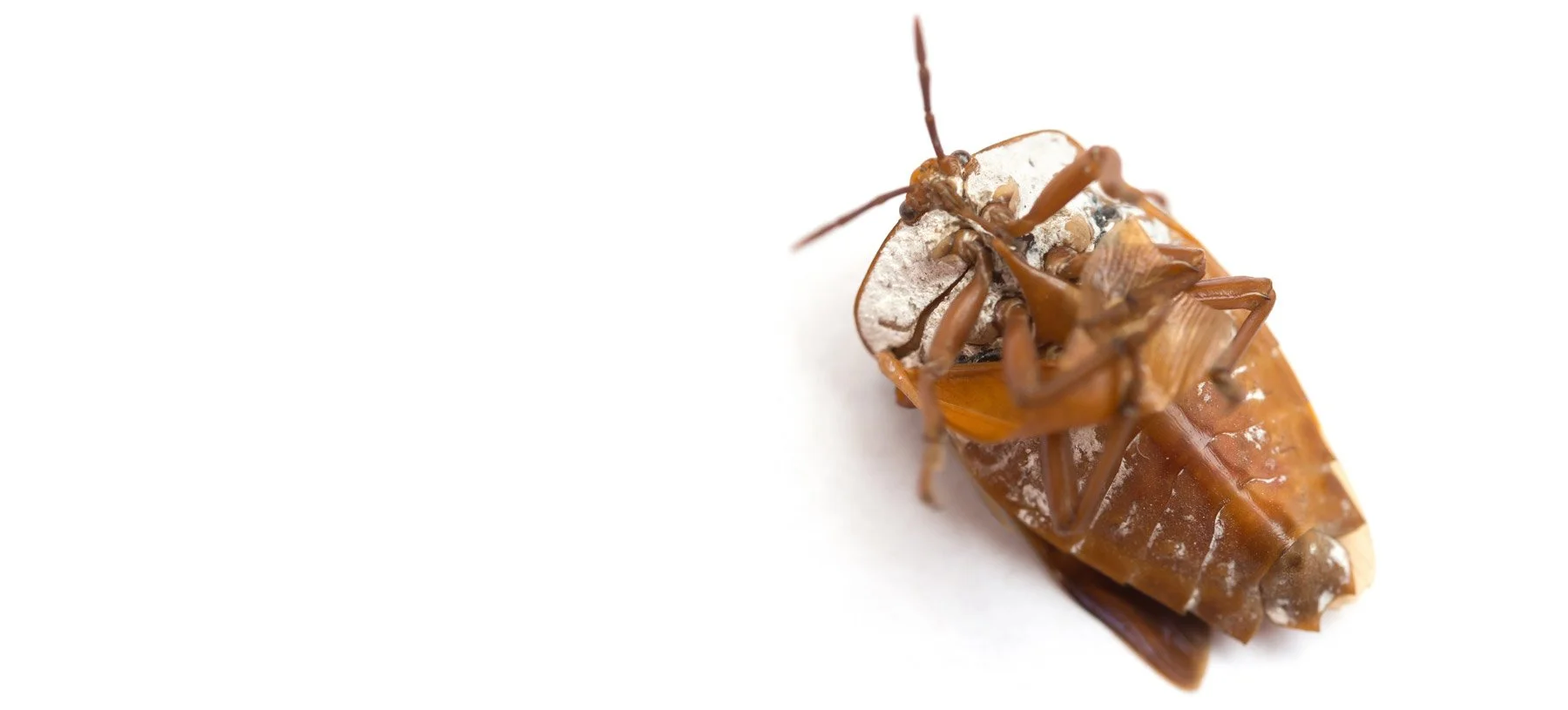 9 Signs You Have Bed Bugs in Your Home