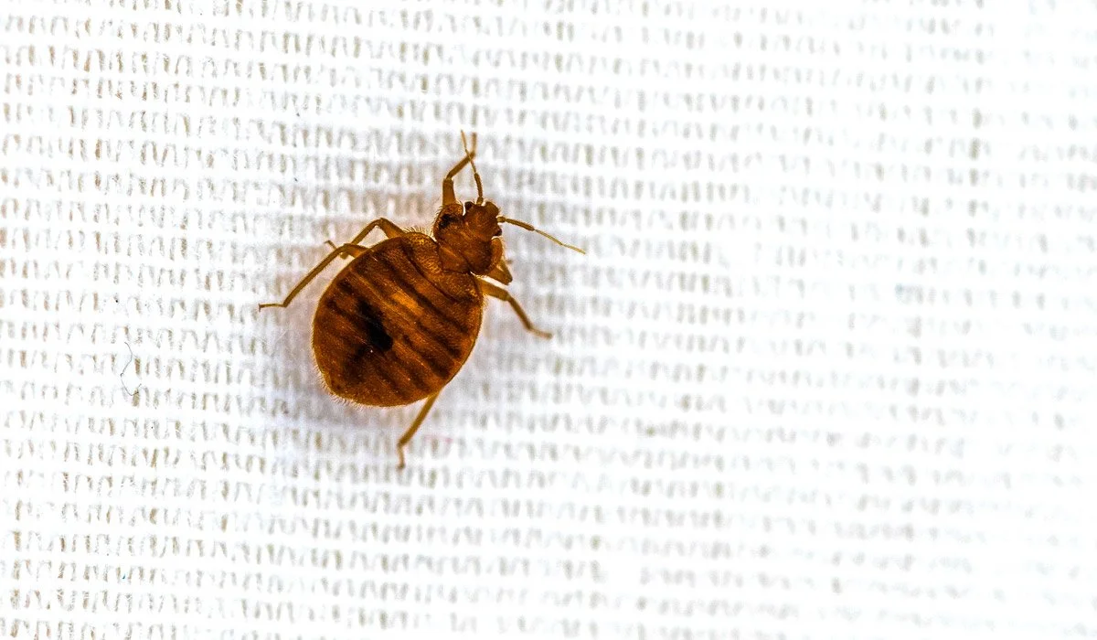Common Bed Bug Myths Debunked Advanced Bed Bug Preparation