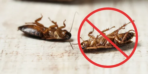 How to Prep Your Home for a Cockroach Extermination