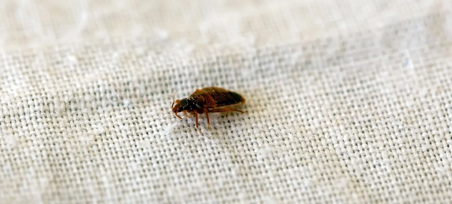 9 Signs You Have Bed Bugs in Your Home — Advanced Bed Bug Preparation