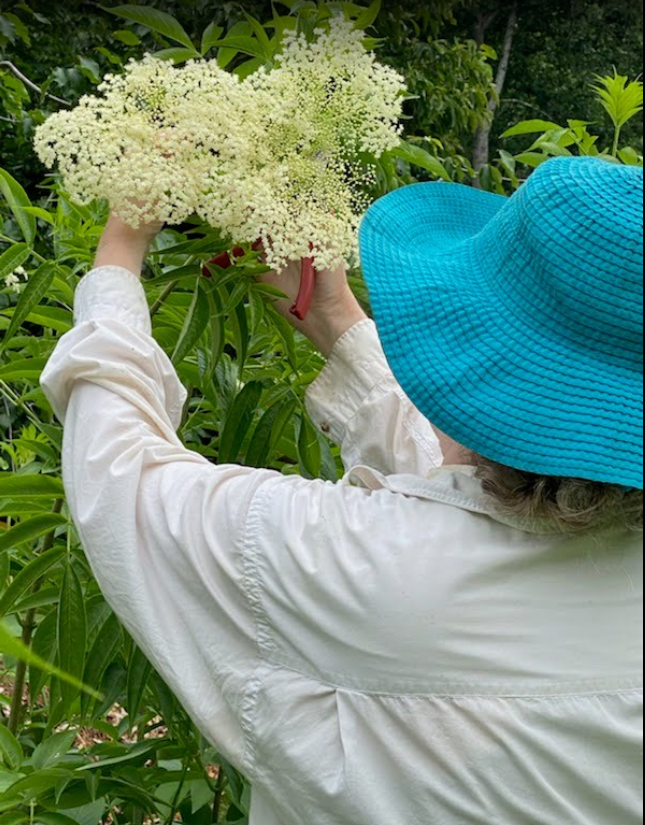 Elderflower: Fragrant Medicine and Ancestral Bloom — Trefoil Gardens
