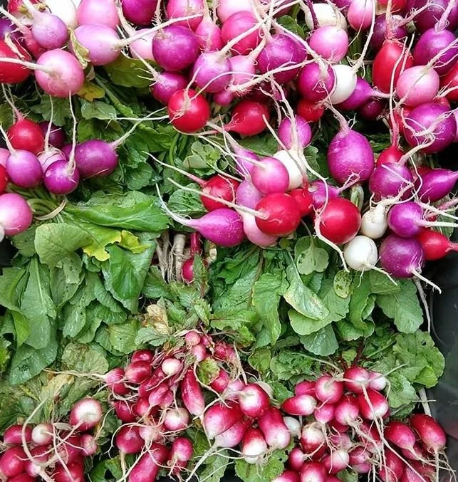 Rainbow Turmeric — Trefoil Gardens