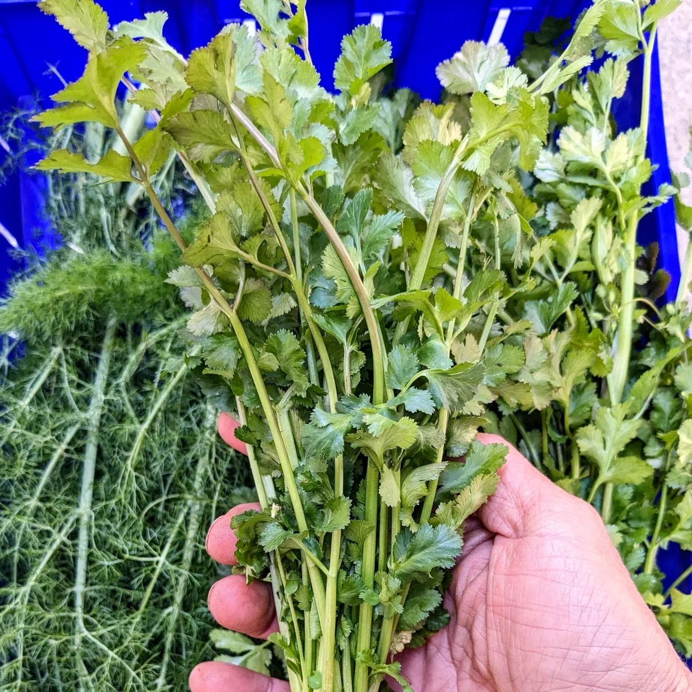 Rainbow Turmeric — Trefoil Gardens