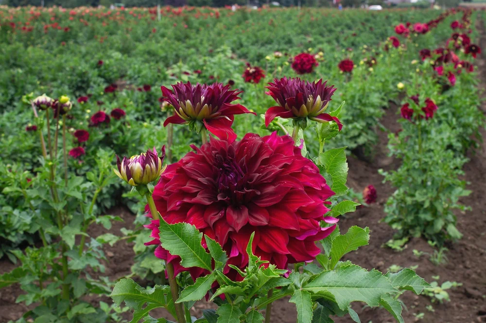 Swan Island Dahlia Festival — Pines and Vines