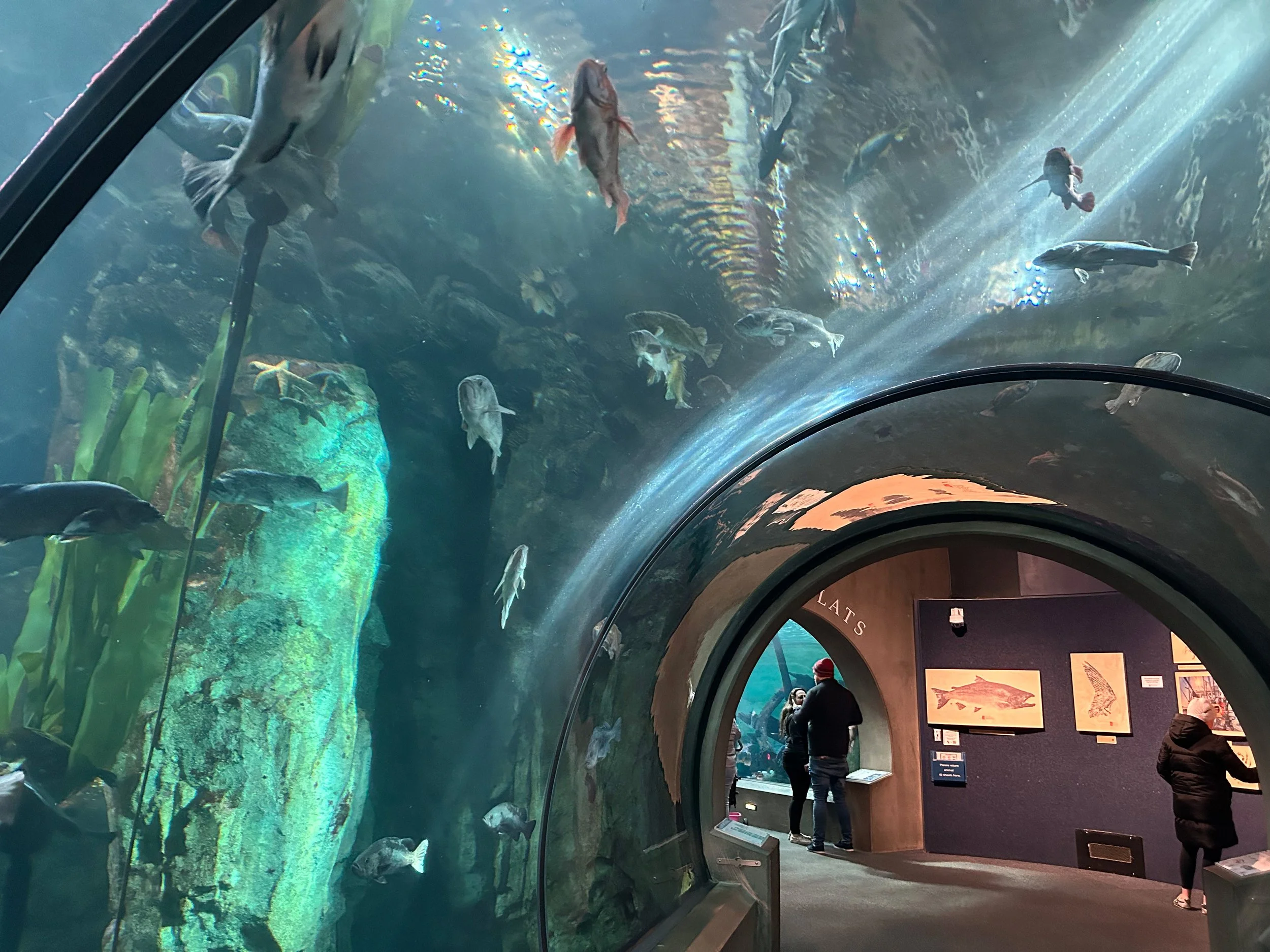 Quick Guide to the Oregon Coast Aquarium in Newport — Pines and Vines