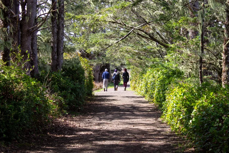 Sitka Sedge State Natural Area Hiking Guide — Pines and Vines