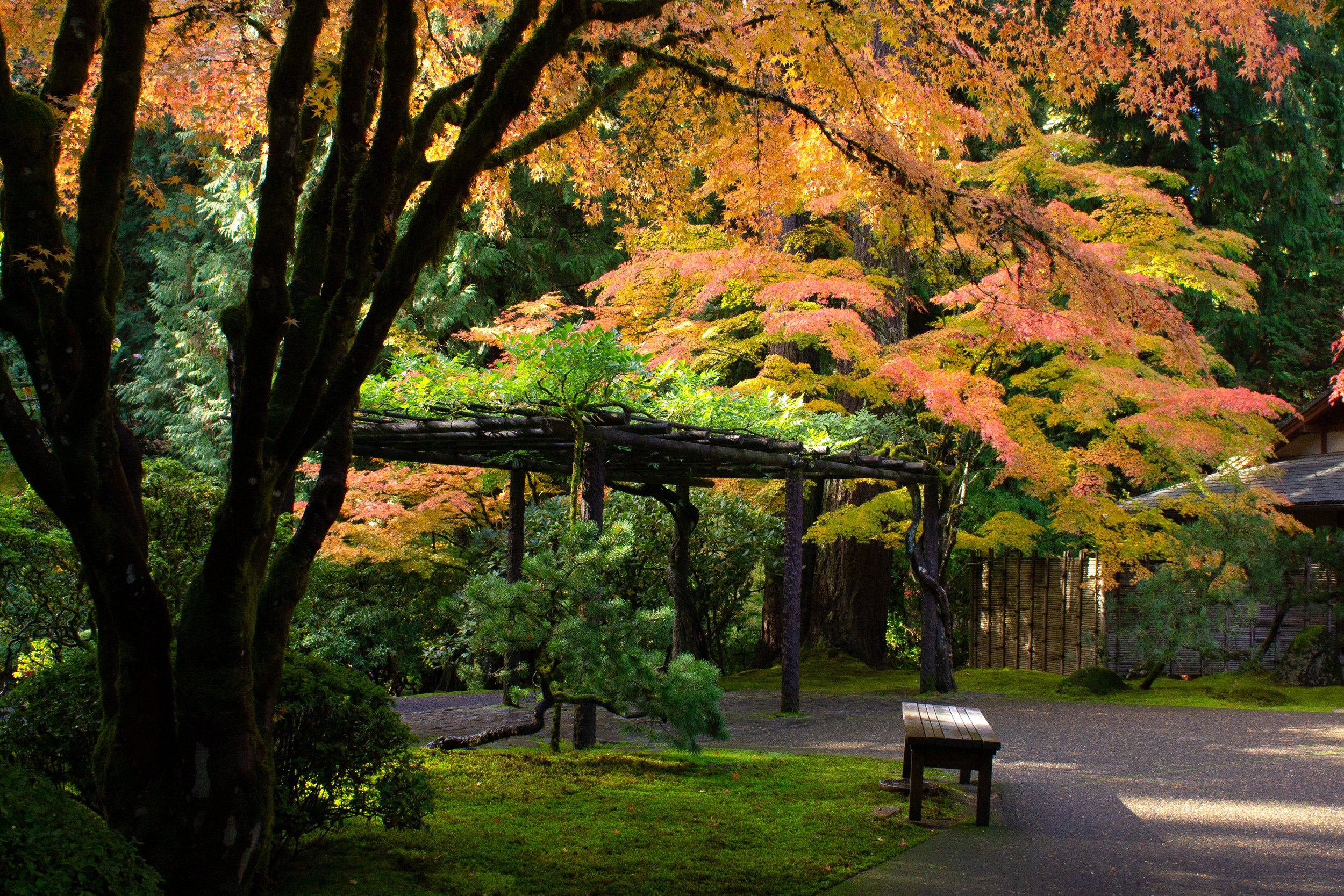 Quick Guide to the Portland Japanese Garden — Pines and Vines