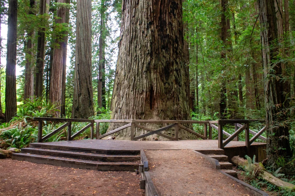 Quick Guide to Jedediah Smith Redwoods State Park — Pines and Vines