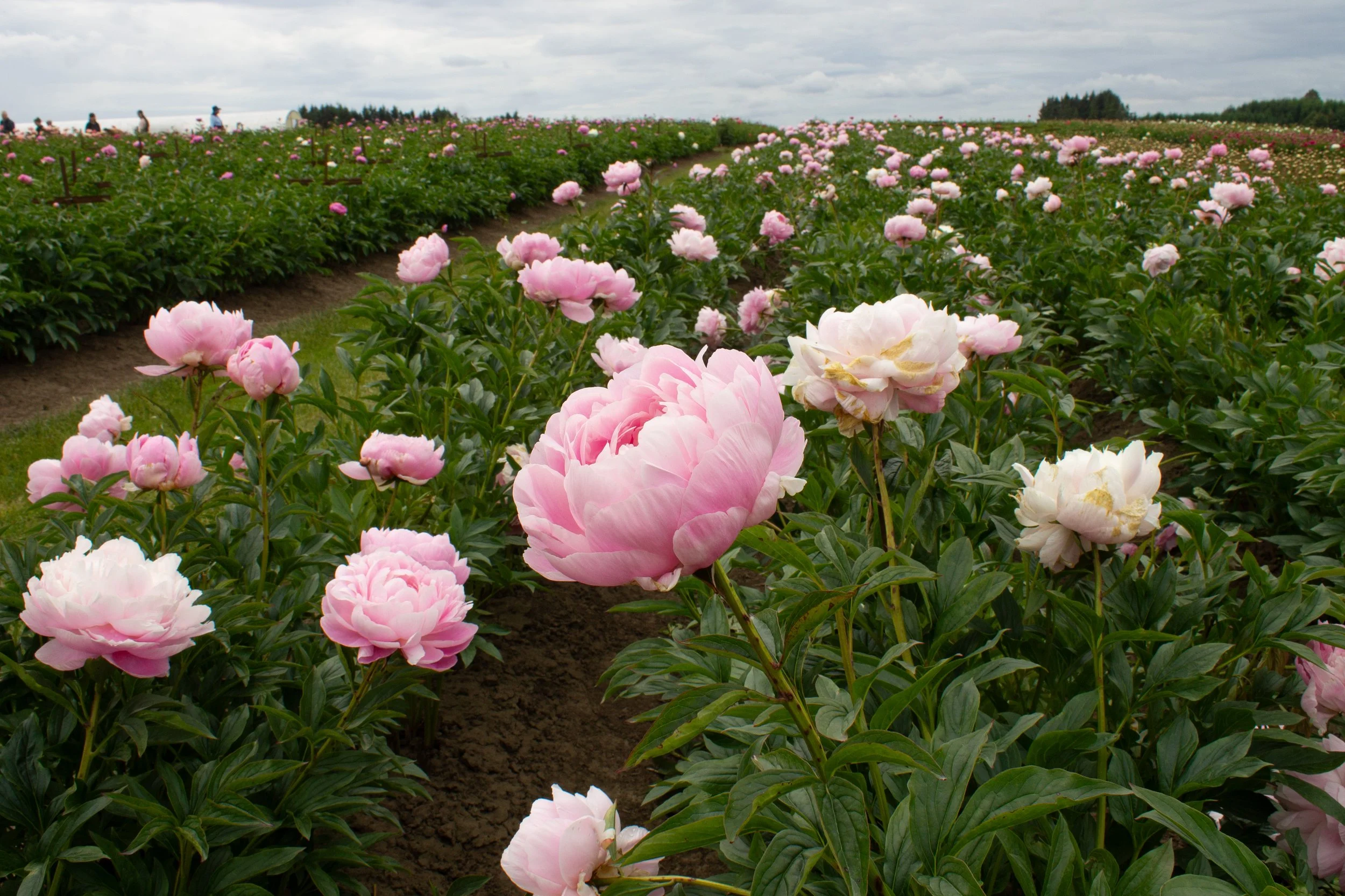 Quick Guide to the Iris and Peony Festivals in Salem, OR — Pines and Vines