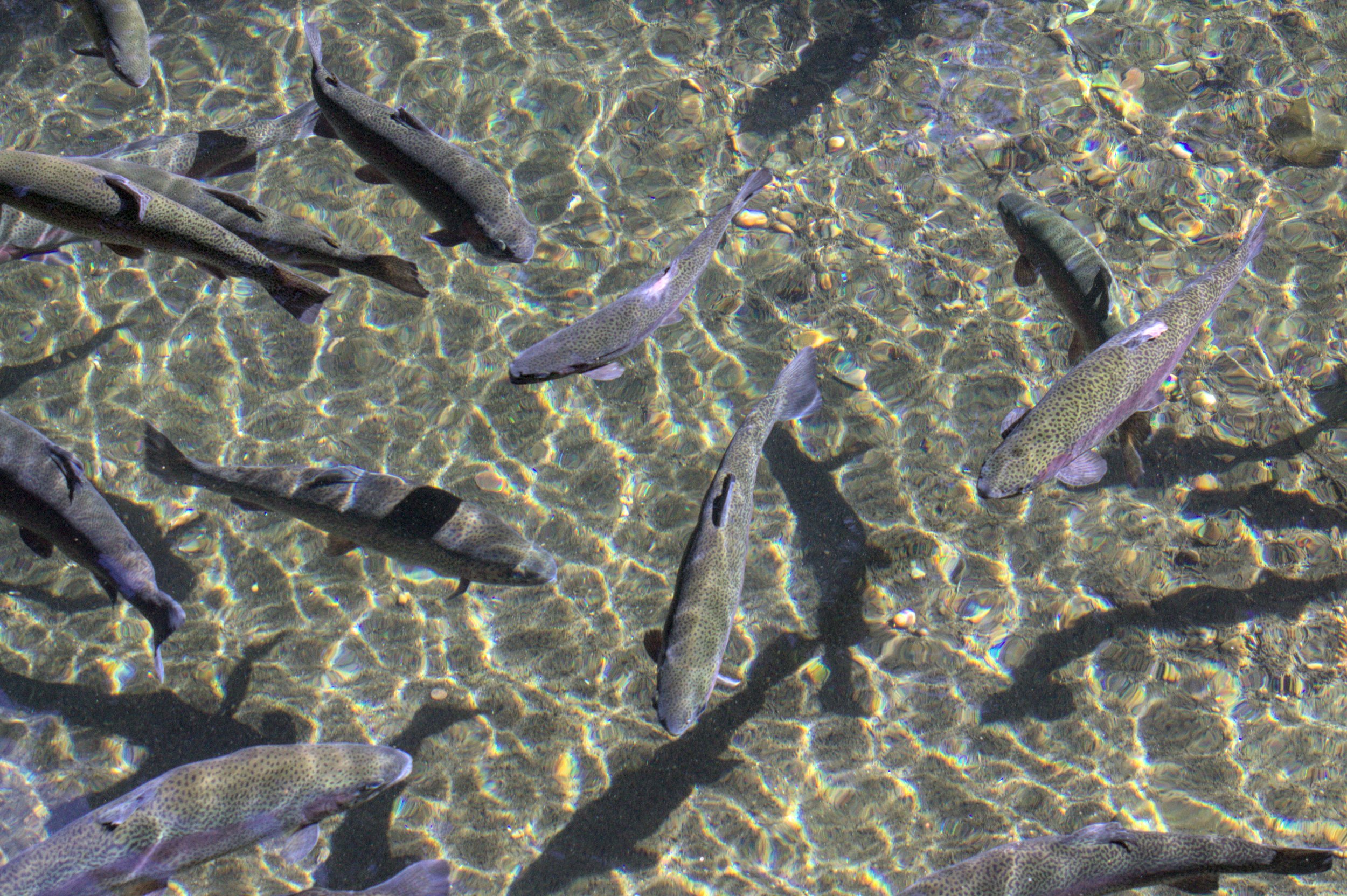 How to Watch the Salmon Migrate at Bonneville Dam — Pines and Vines