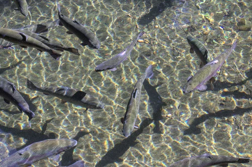 How to Watch the Salmon Migrate at Bonneville Dam — Pines and Vines