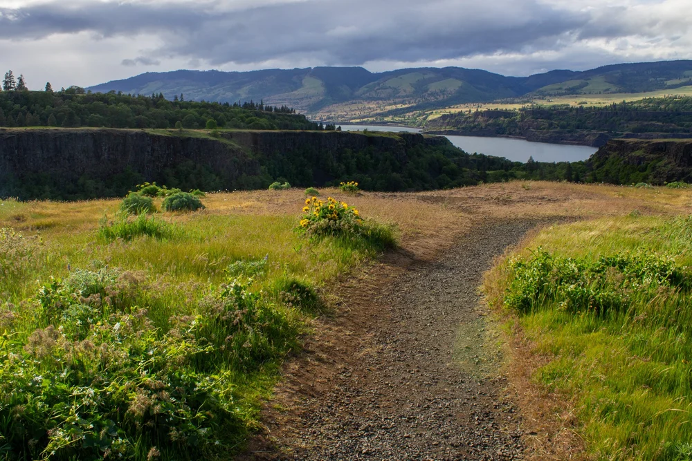 Rowena Plateau Wildflower Hike — Pines and Vines