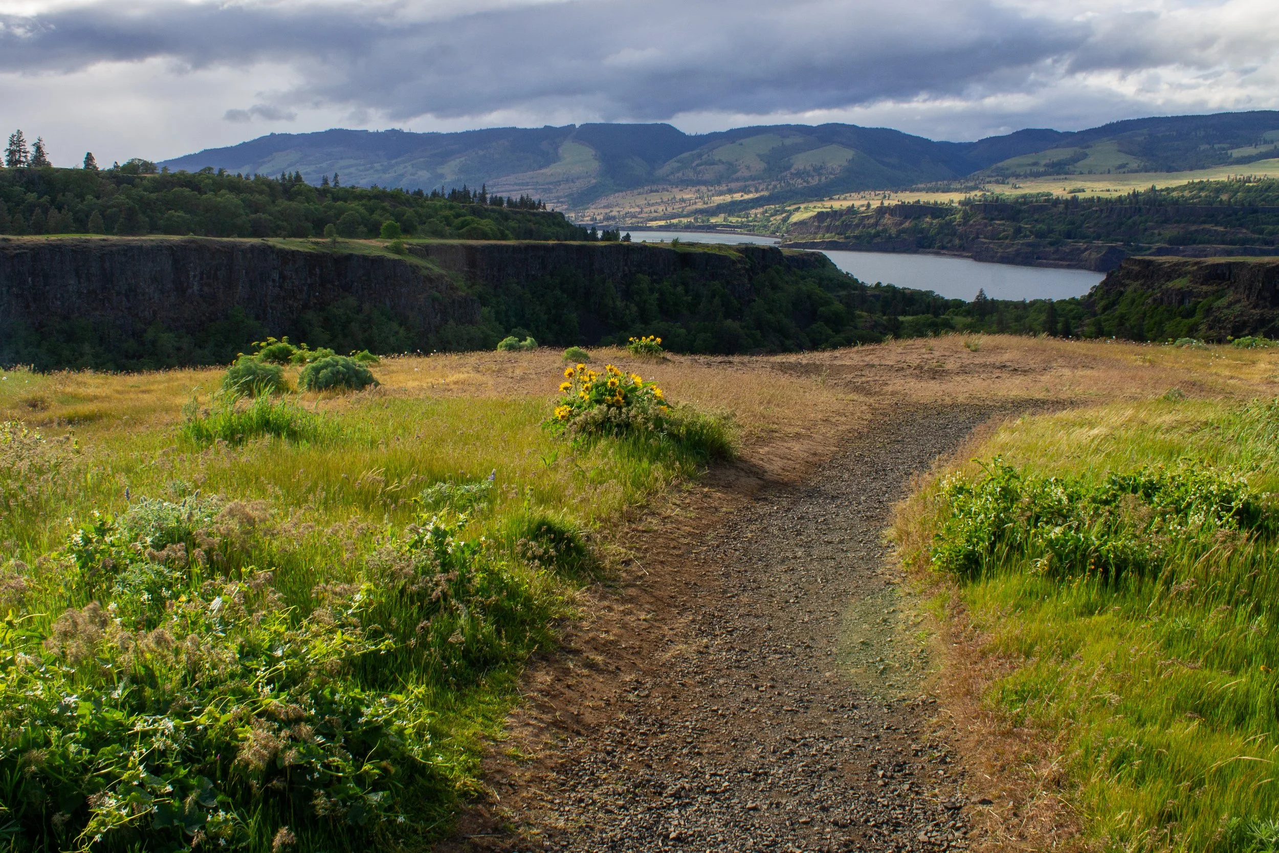 Rowena Plateau Wildflower Hike — Pines and Vines