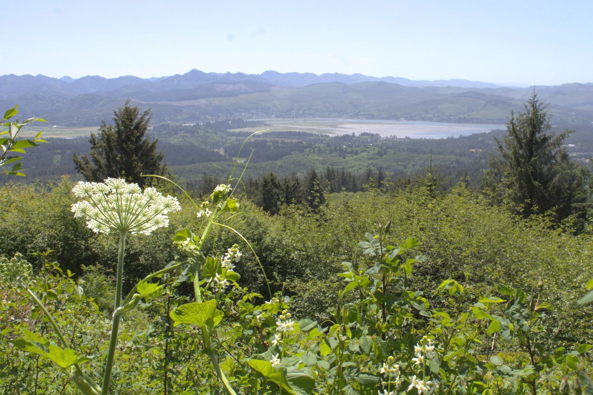 10 Great Short Hikes on the North Oregon Coast — Pines and Vines