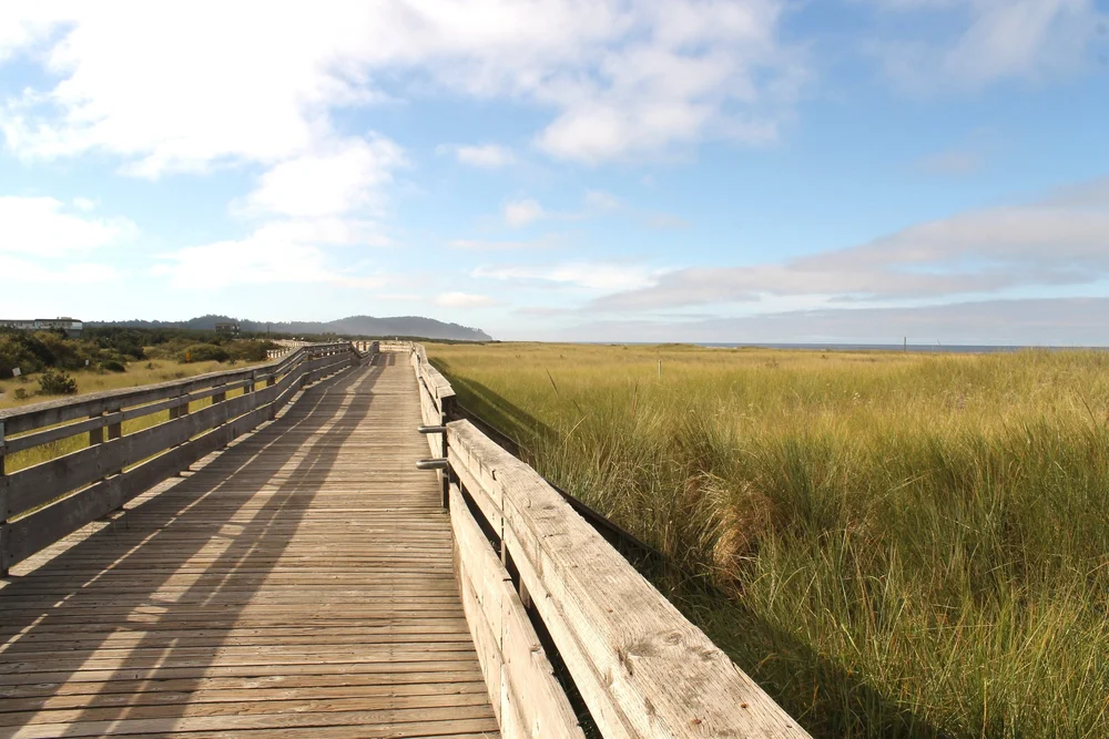 16 Fun Things to Do in Long Beach, WA — Pines and Vines — Pines and Vines