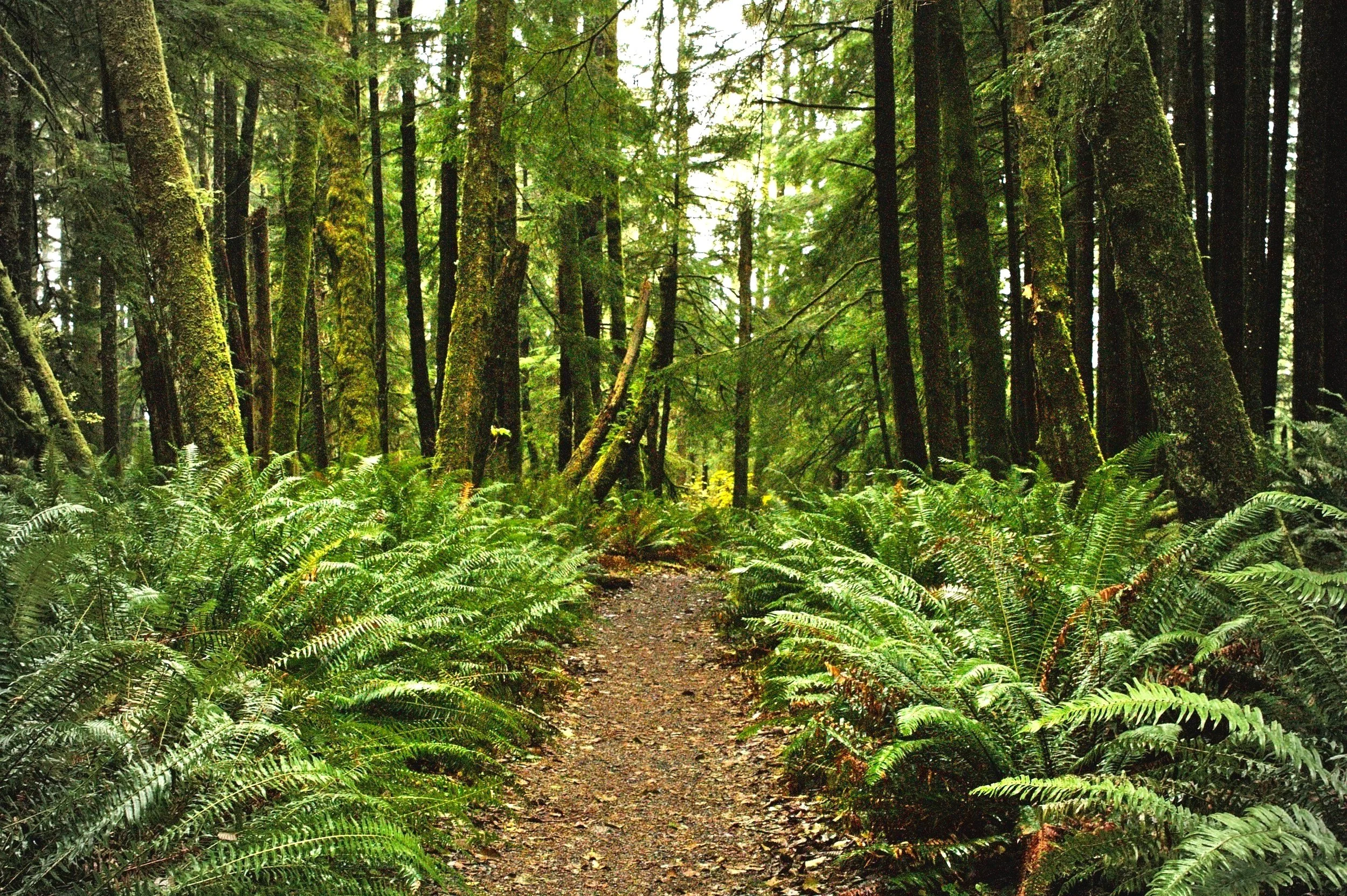 Ecola State Park and the Clatsop Loop Trail — Pines and Vines — Pines ...