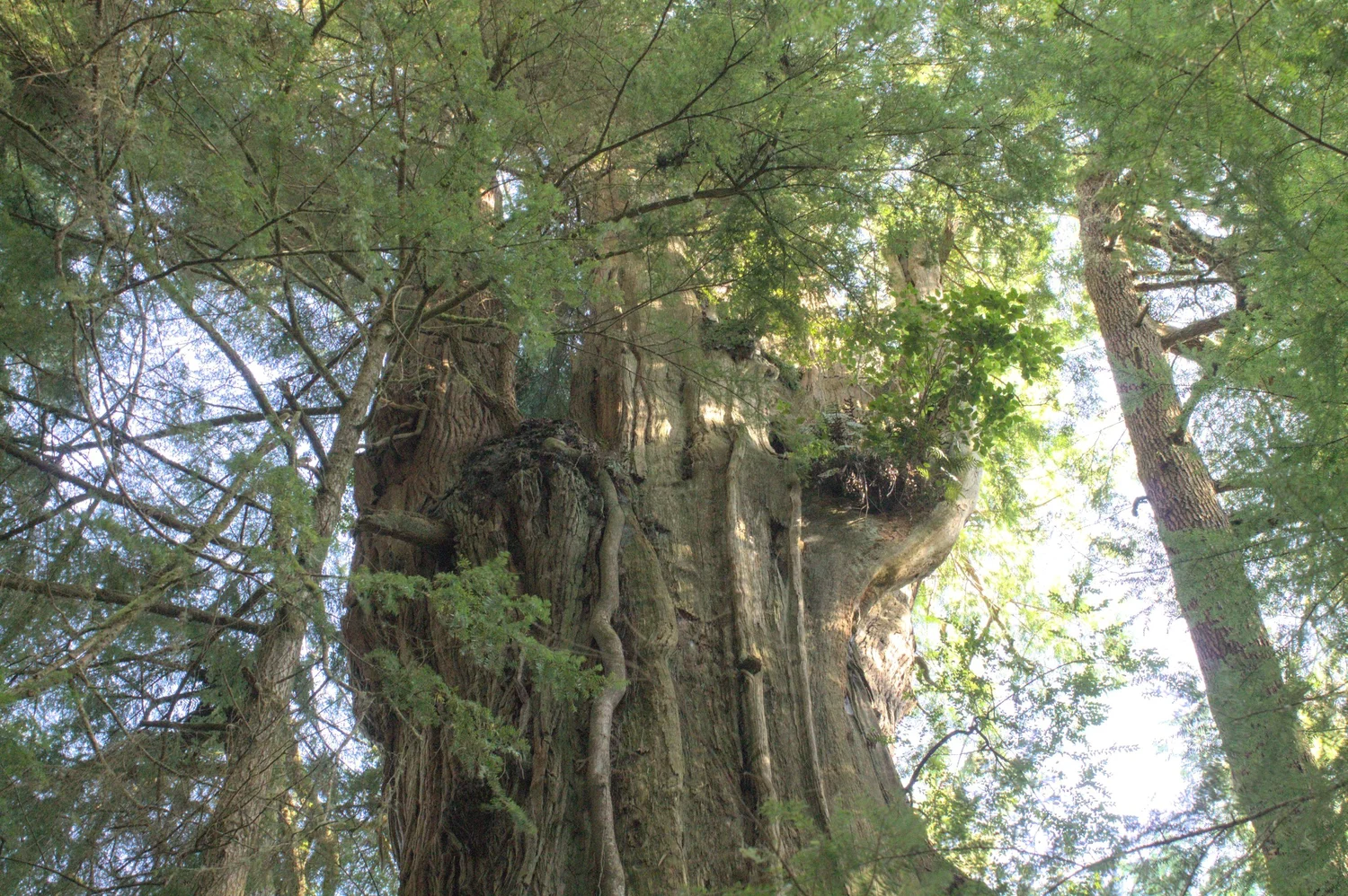 Hiking the Big Tree Trail in Rockaway Beach — Pines and Vines