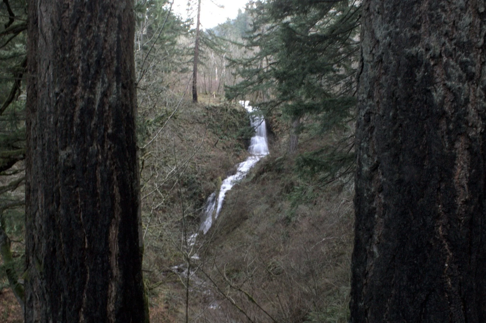 Hike to Angel’s Rest — Pines and Vines