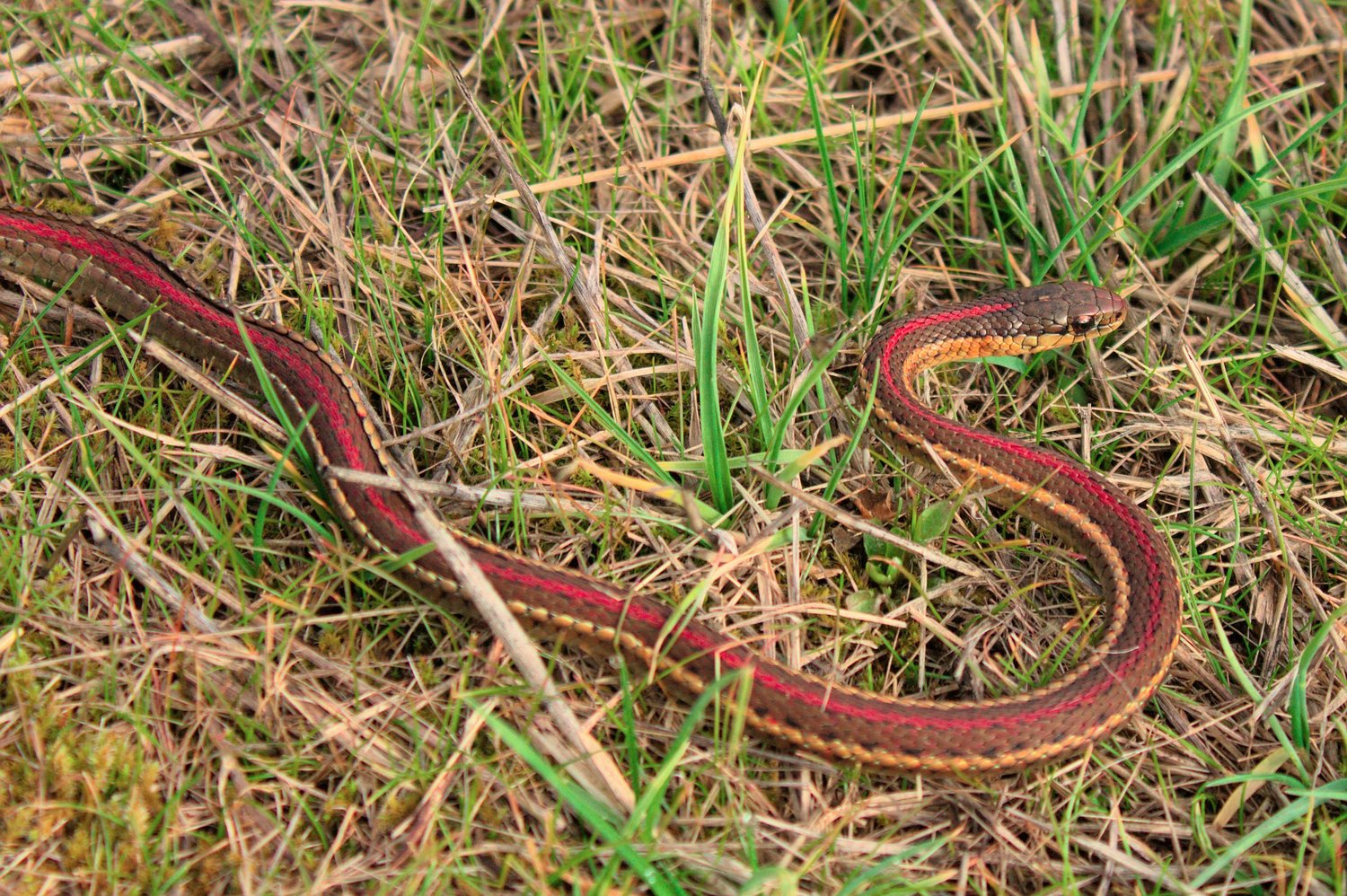Washington’s Mysterious Mima Mounds — Pines and Vines — Pines and Vines