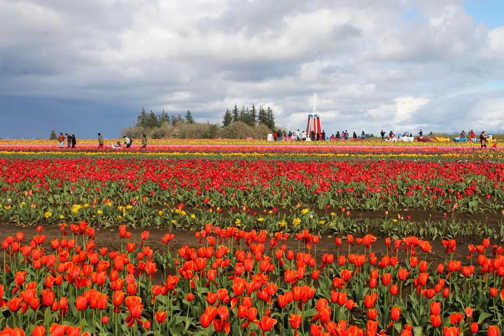 20 Fun Things to Do in Portland in the Spring — Pines and Vines