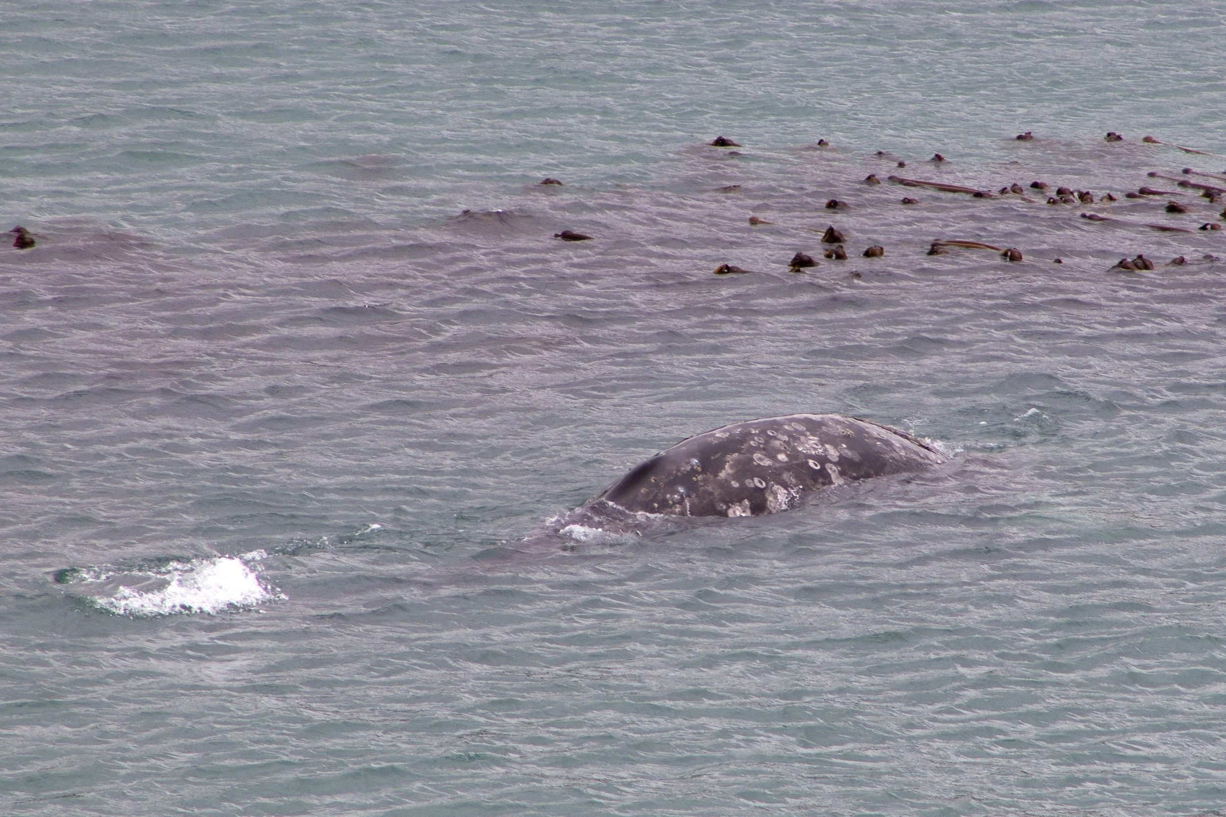 Quick Guide to Whale Watching at the Oregon Coast — Pines and Vines