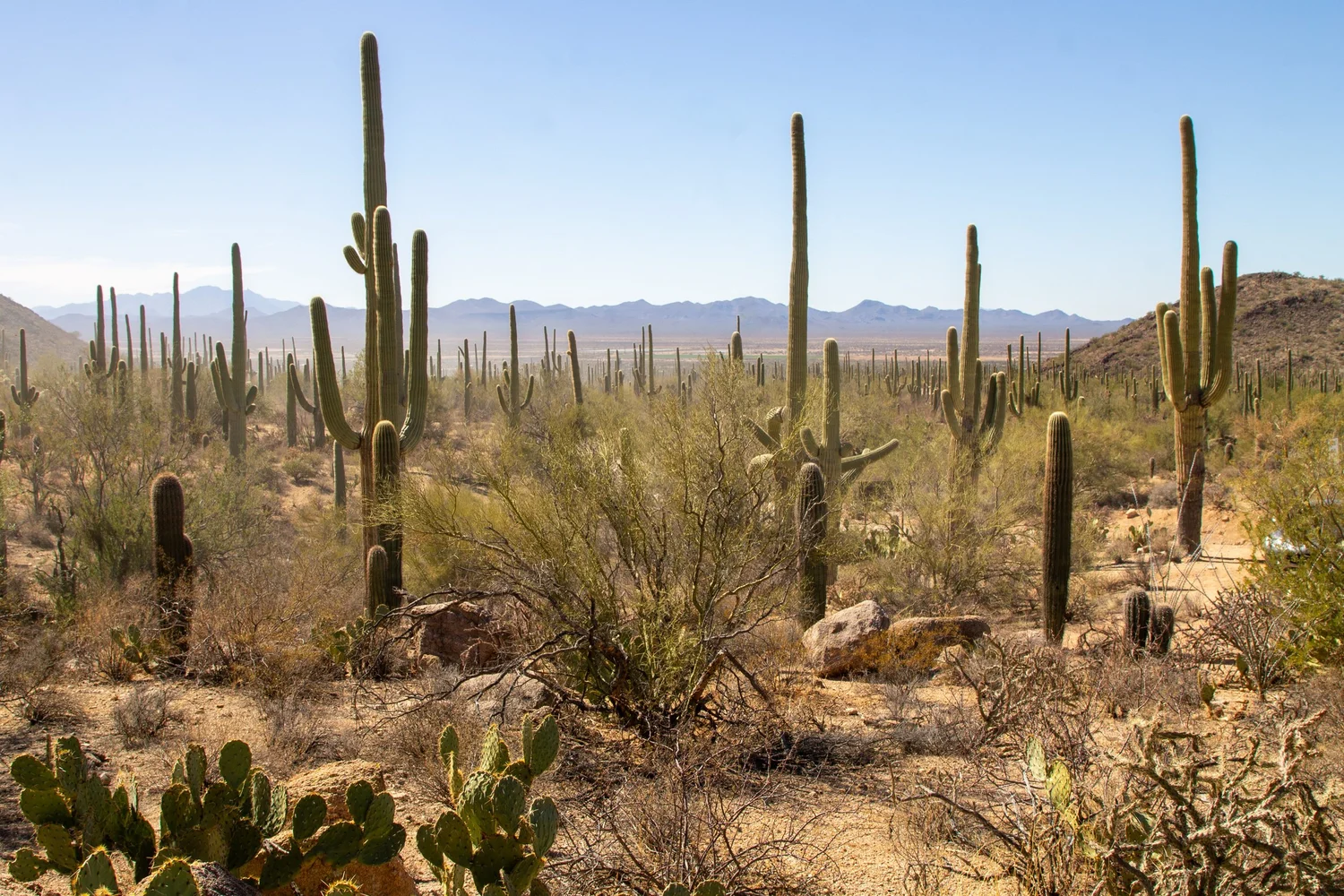 10 Fun Things to Do in Saguaro National Park — Pines and Vines