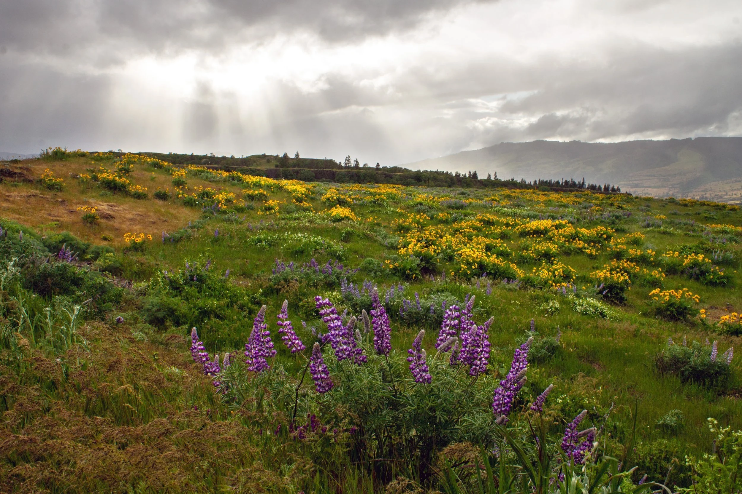 Rowena Plateau Wildflower Hike — Pines and Vines
