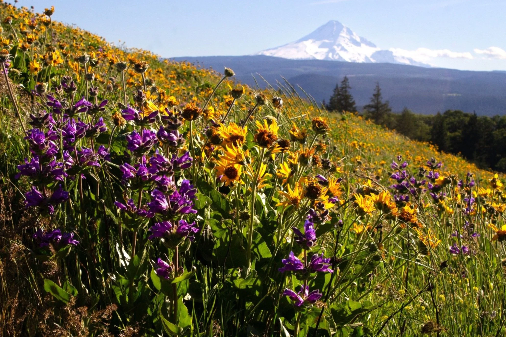 Tom McCall Point Wildflower Hike — Pines and Vines