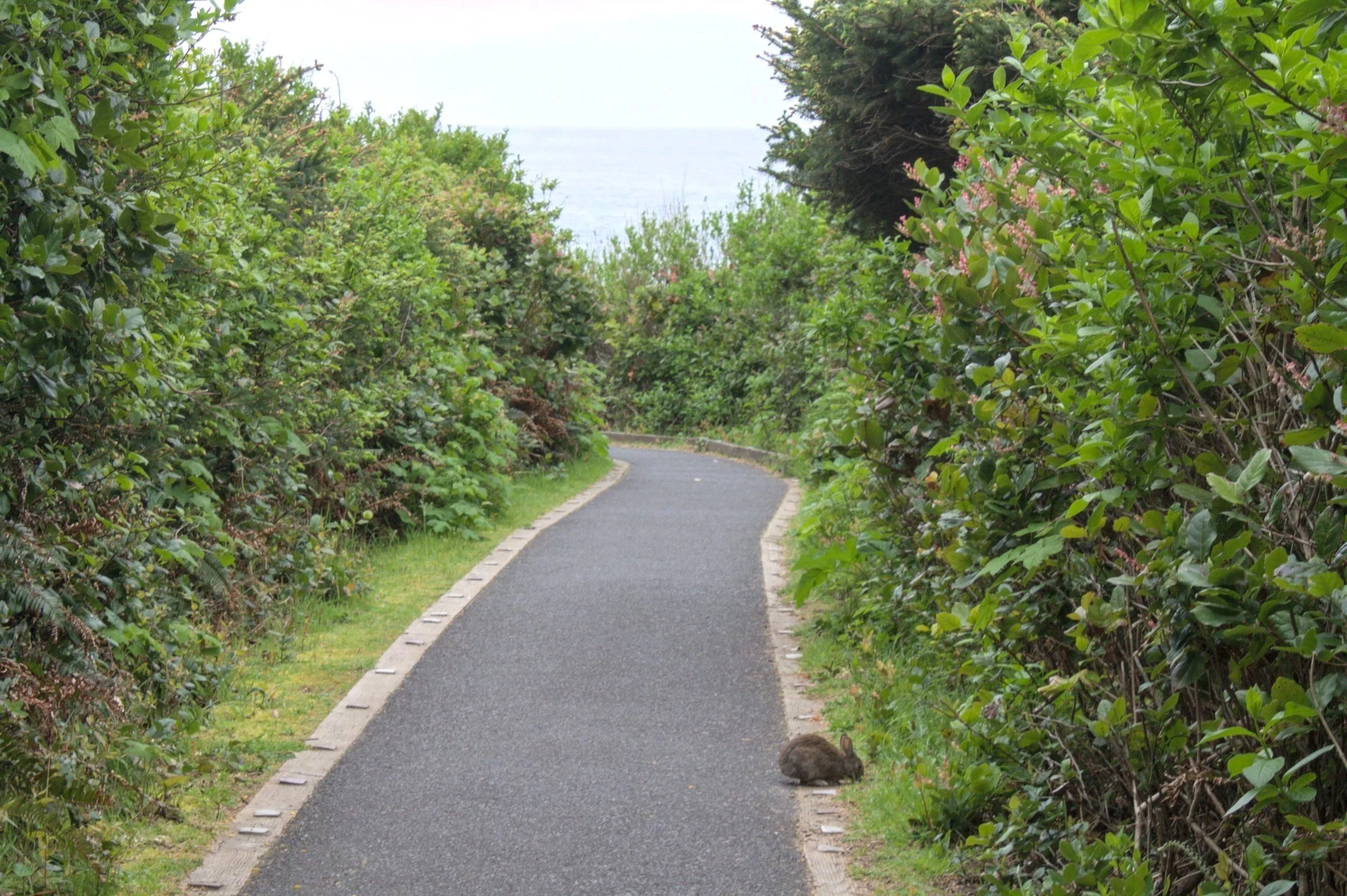 How to Visit Cape Perpetua by the Tide — Pines and Vines