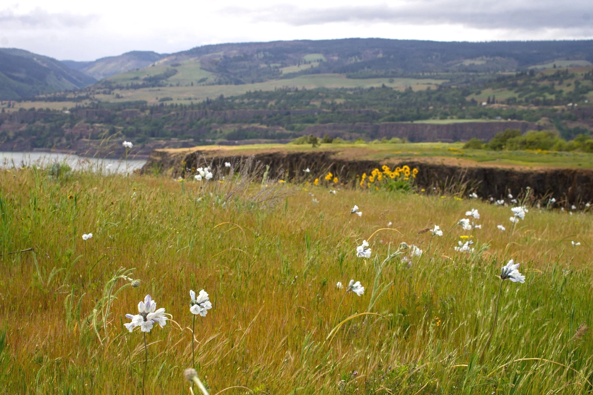 Rowena Plateau Wildflower Hike — Pines and Vines