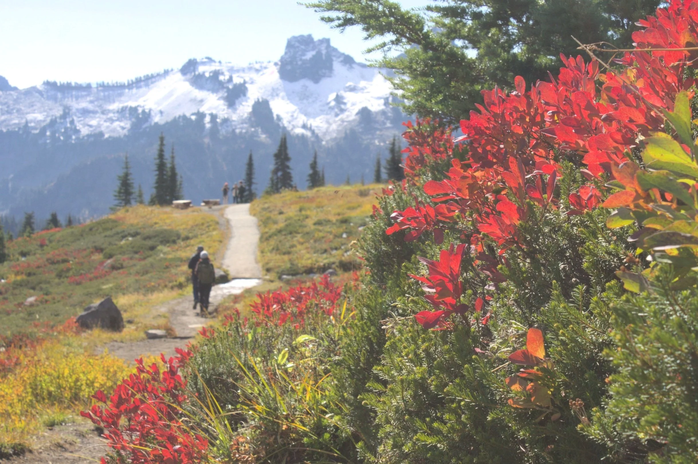 Quick Guide to Visiting Mt Rainier National Park in October — Pines and ...