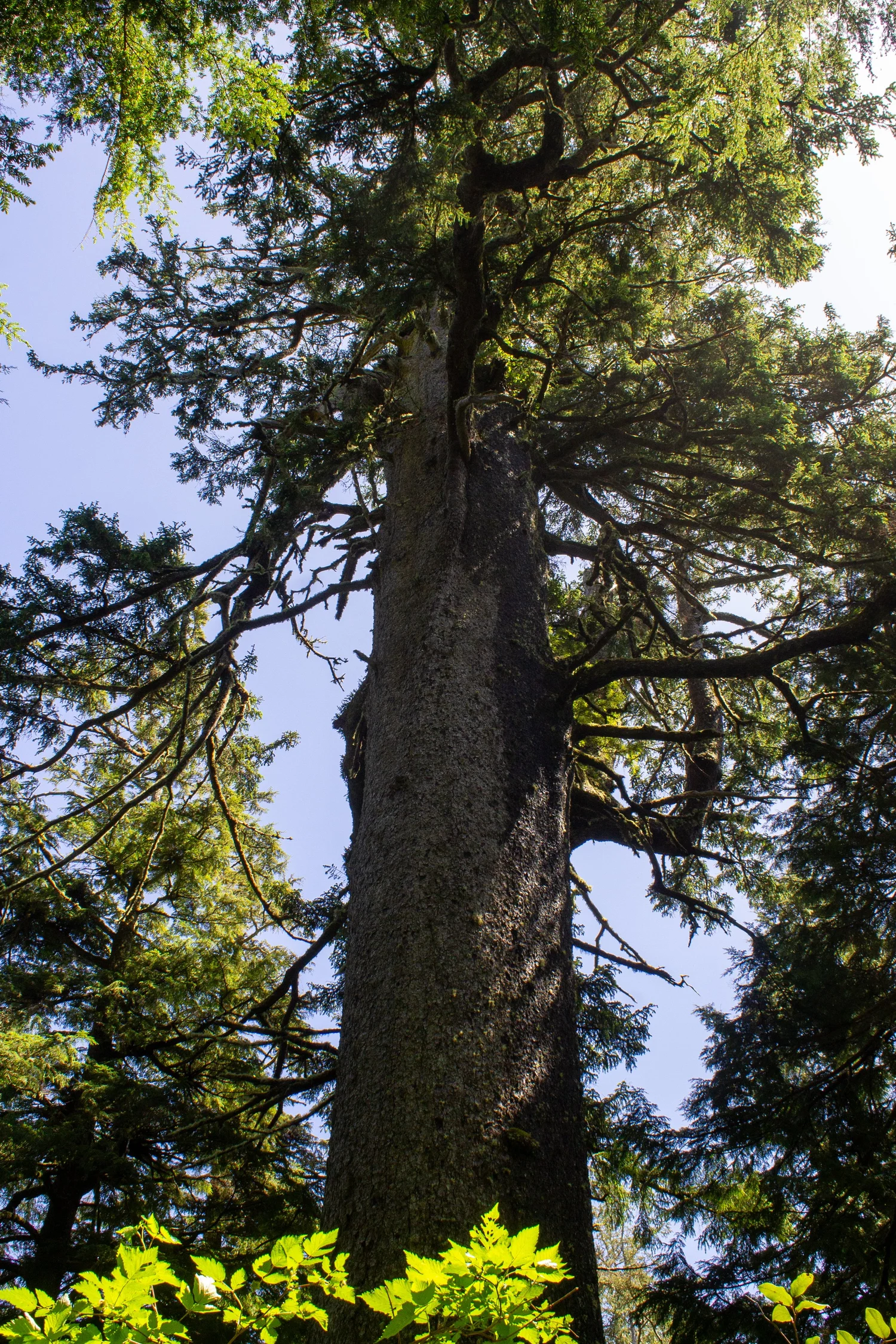 Quick Guide to Cape Meares State Scenic Viewpoint — Pines and Vines