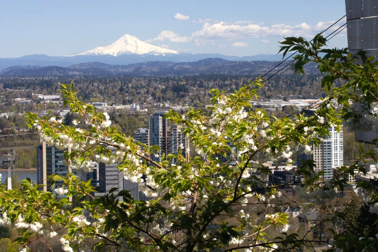 20 Fun Things to Do in Portland in the Spring — Pines and Vines