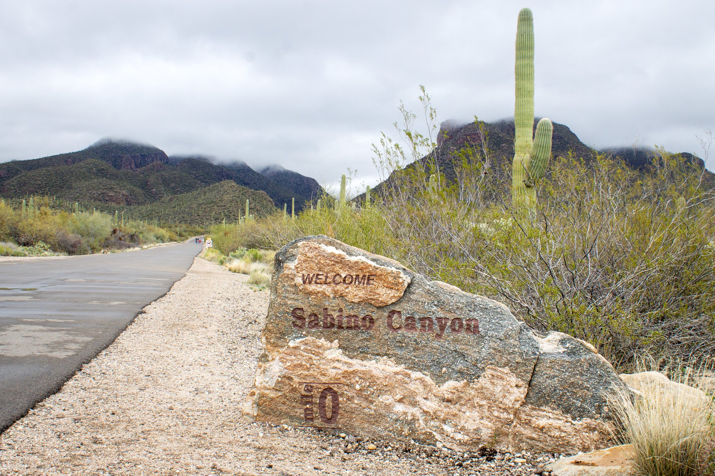 Quick Guide to Sabino Canyon Recreation Area — Pines and Vines