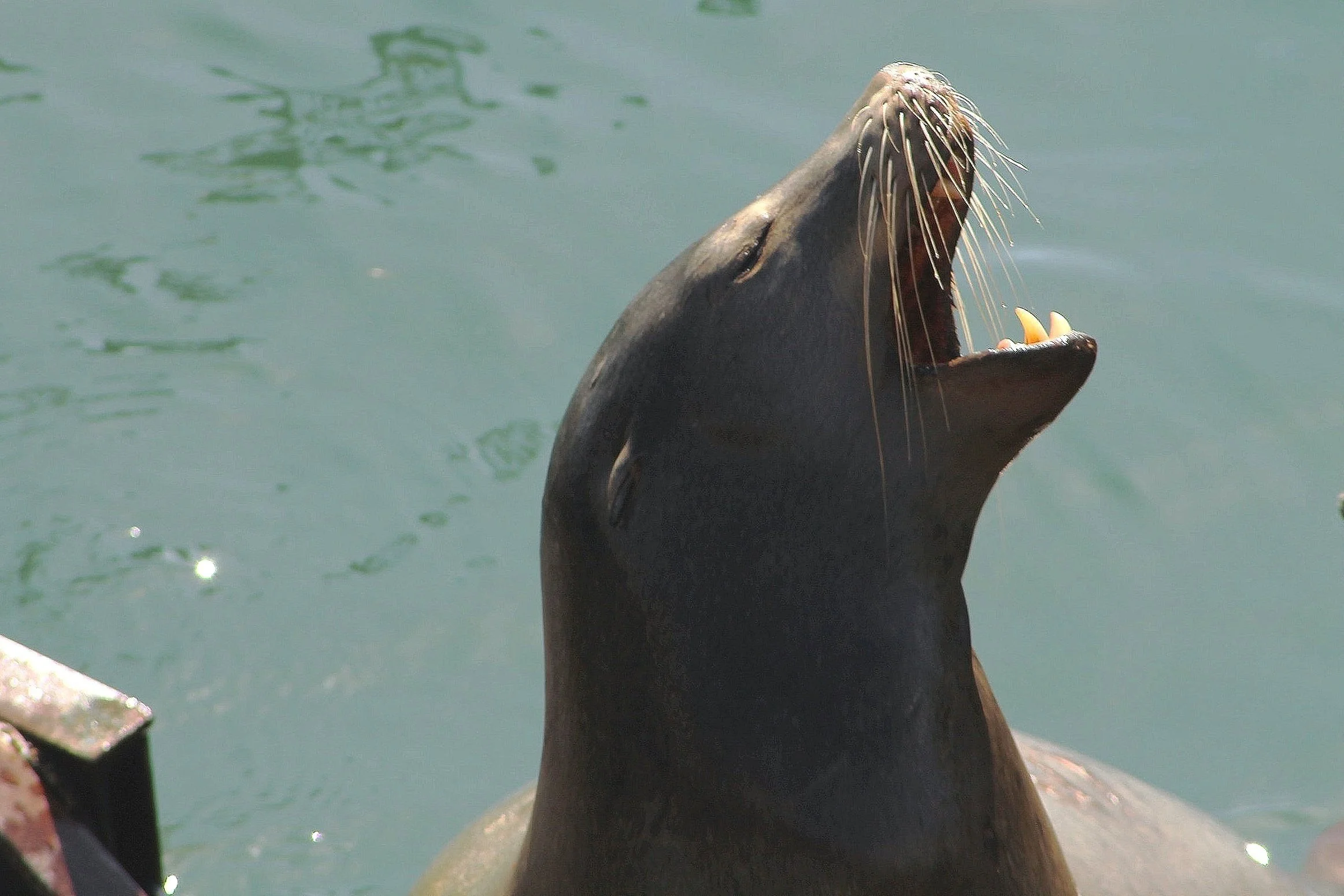 Amazing Wildlife of the Oregon Coast (and where to see it! — Pines and ...