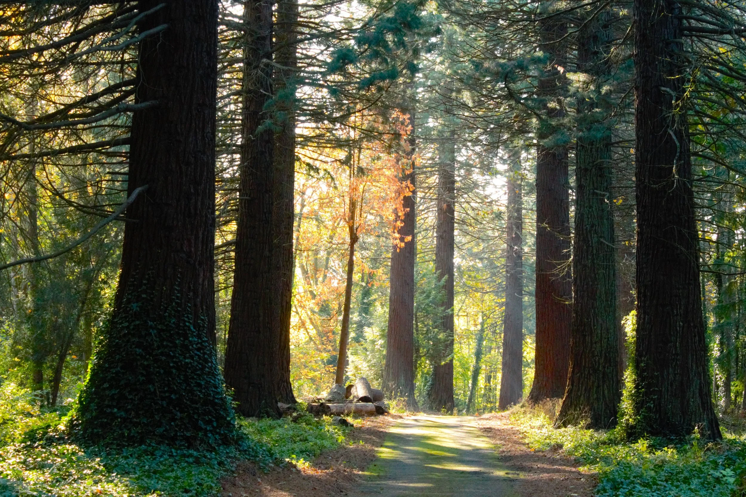 Visiting the Grotto in Portland — Pines and Vines