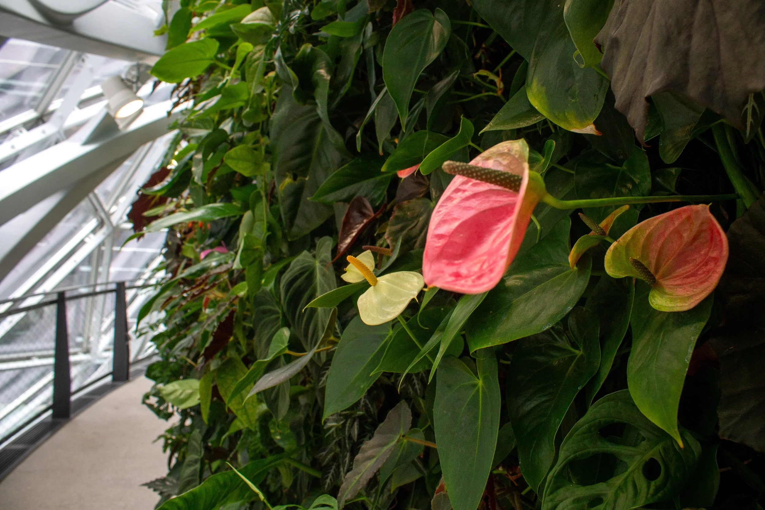 Quick Guide to the Seattle Spheres — Pines and Vines