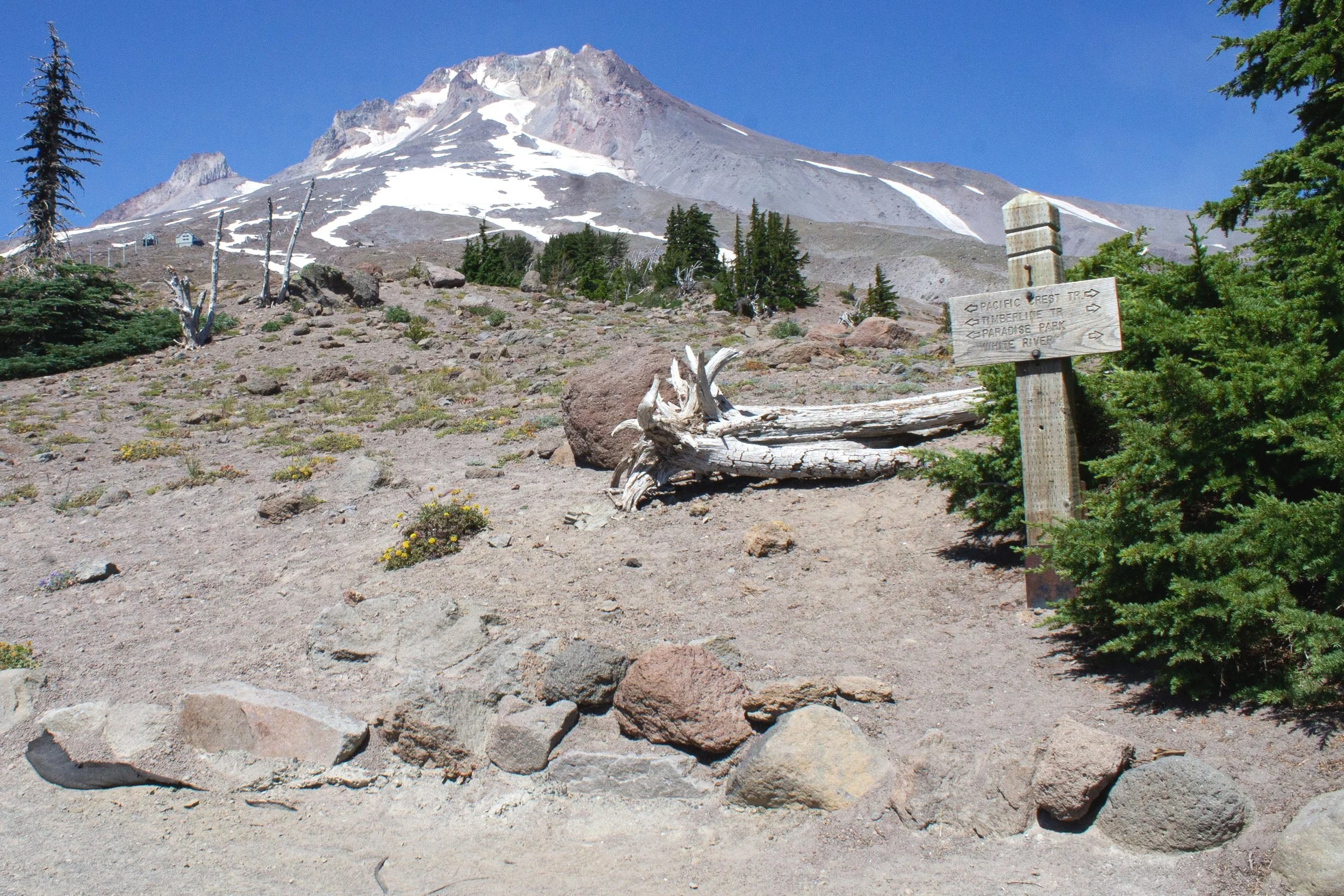 3 Incredible Short Hikes at Timberline Lodge — Pines and Vines
