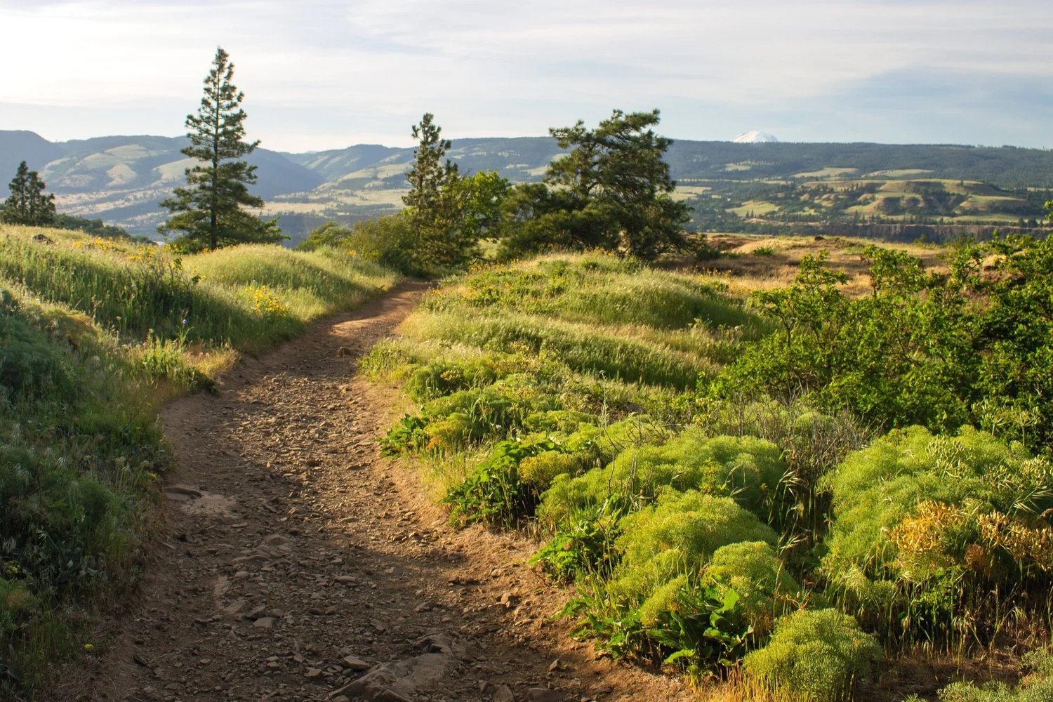 Tom McCall Point Wildflower Hike — Pines and Vines