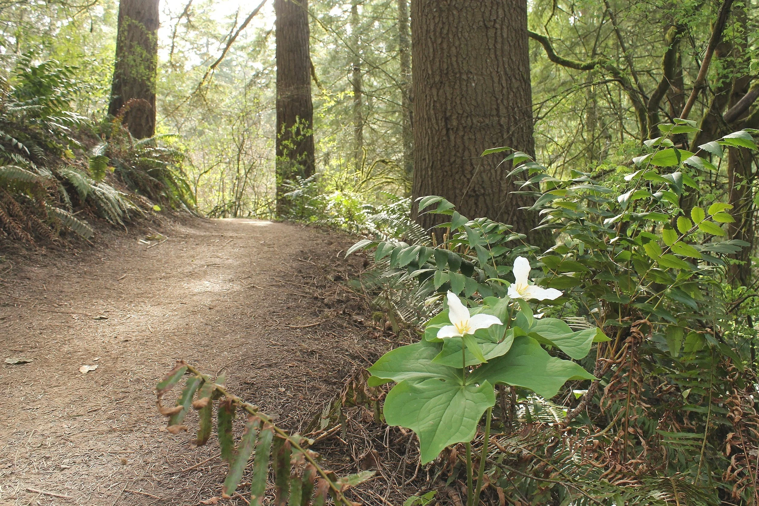 7 Trillium Hotspots near Portland — Pines and Vines