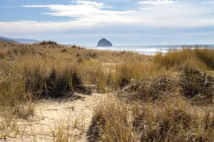Sitka Sedge State Natural Area Hiking Guide — Pines and Vines