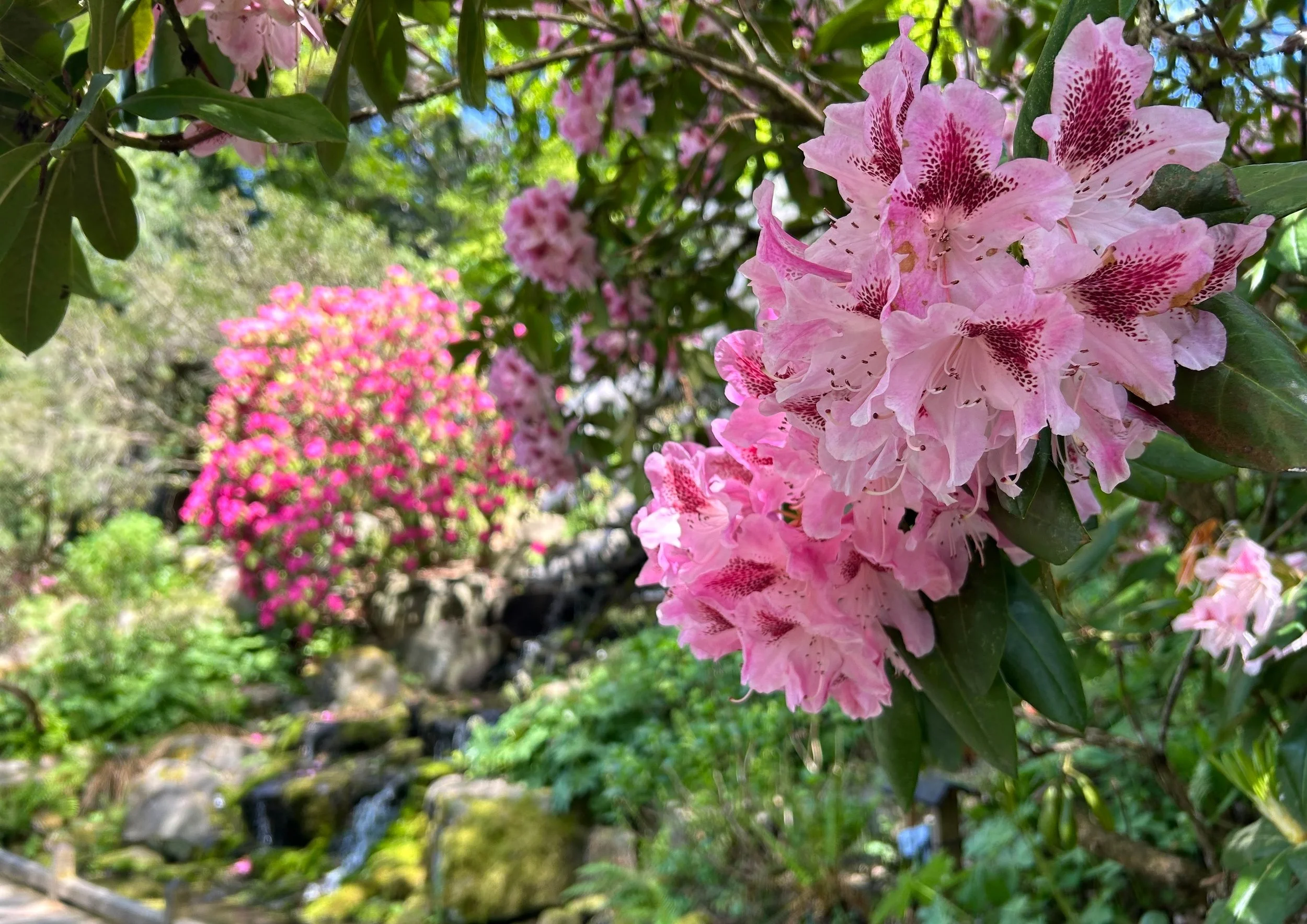 A quick guide to Portland’s Crystal Springs Rhododendron Garden — Pines ...