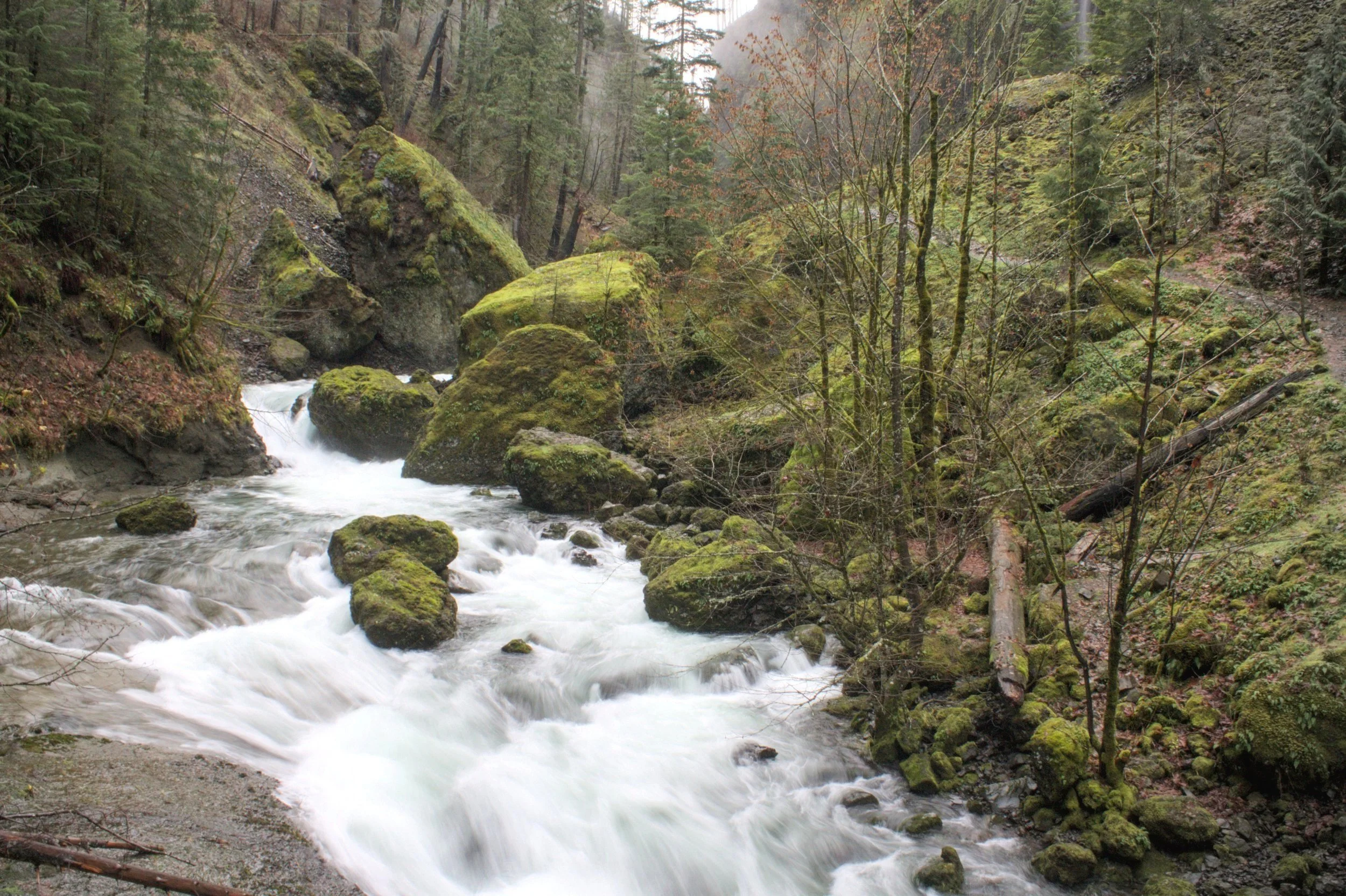 Hike to Wahclella Falls — Pines and Vines