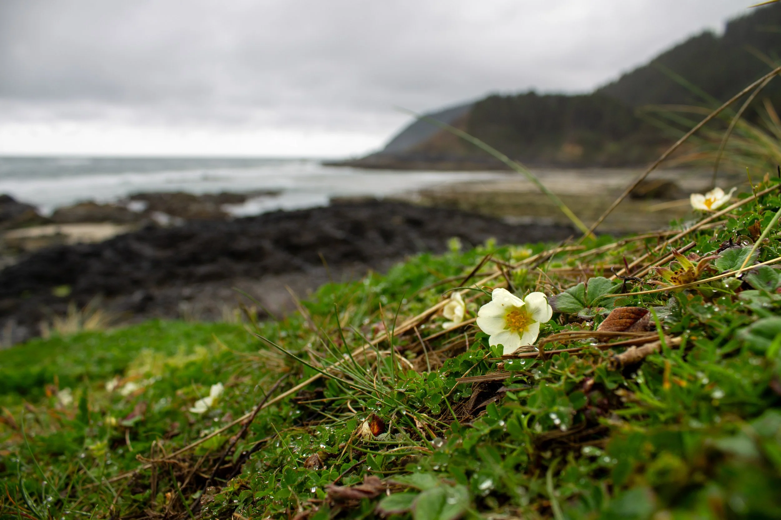 Neptune State Scenic Viewpoint — Pines and Vines